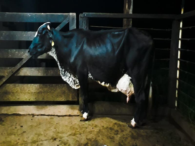 Vaca Girolando atinge marca rara de produção de leite na raça - Portal BB