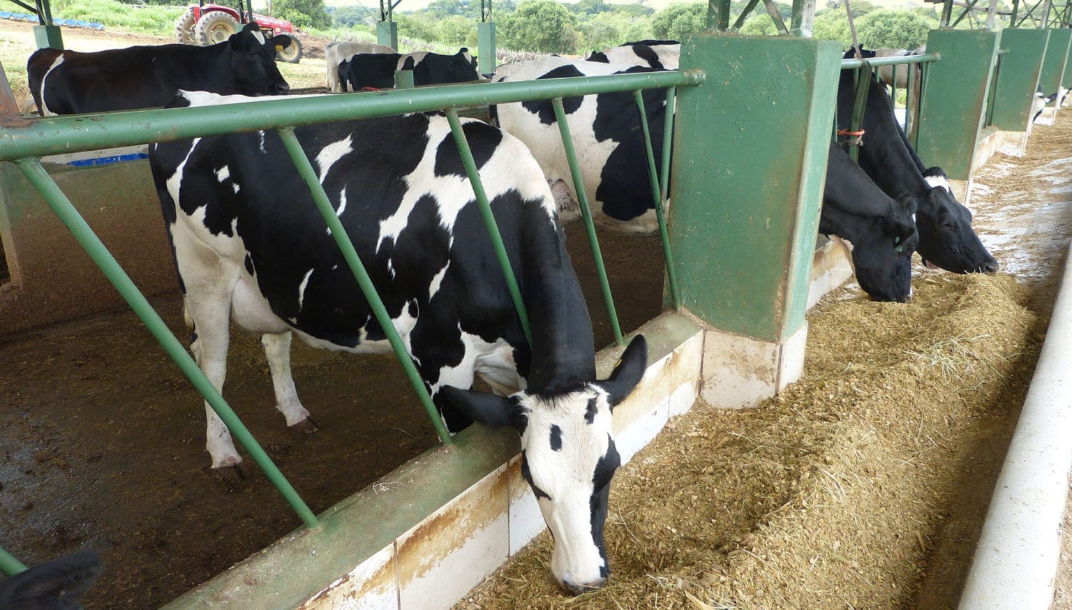 Deslocamento do abomaso: Prevenção é a melhor alternativa – Digital ...